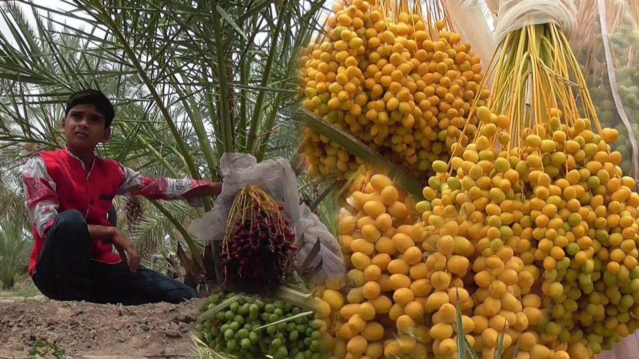 Date palm Cultivation பேரிச்சை சாகுபடி செய்தால் லட்சாதிபதிகலாம் - YouTube