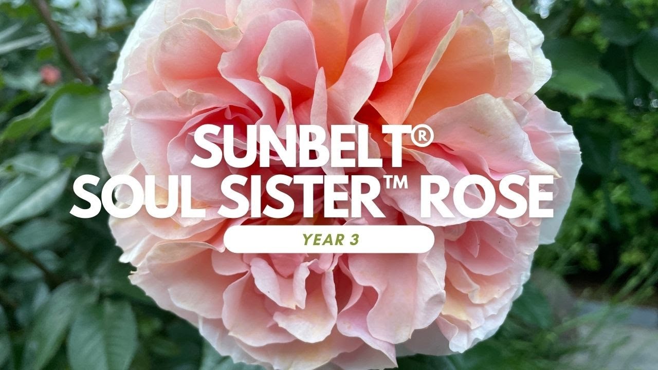 This is Sunbelt® Soul Sister™ floribunda rose, 3rd year in the garden ...