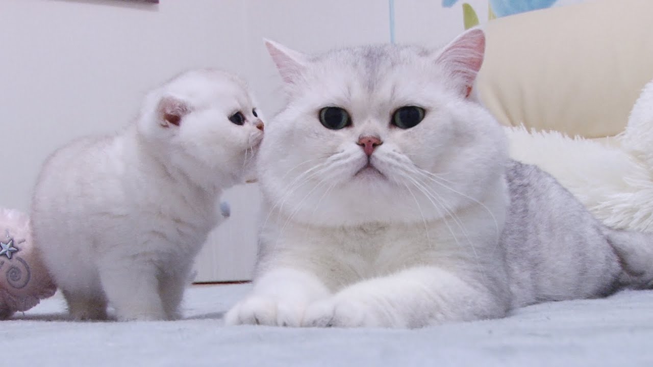 British kittens meet Big Silver cat first time | Baby cats 1 month ...