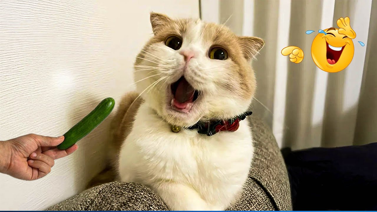 Funniest Confused Pets Compilation 😹🐶 Funny Pet Compilation - YouTube