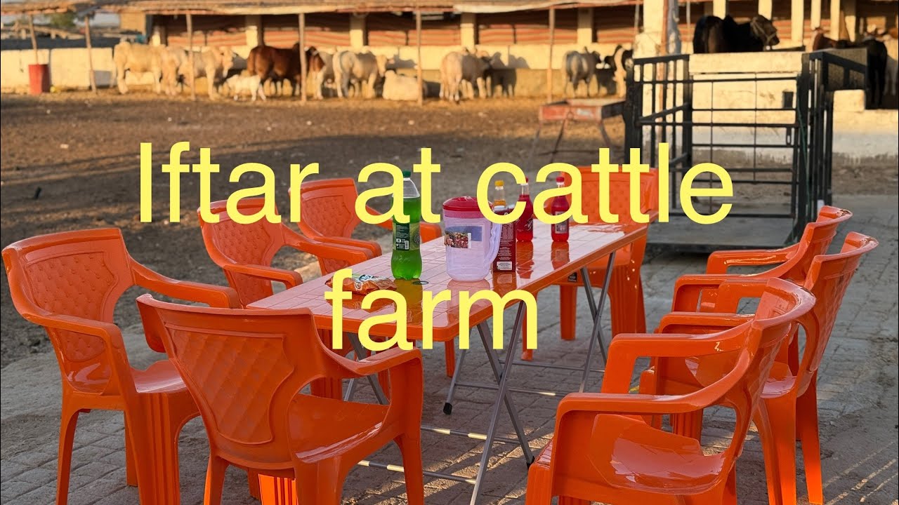iftar party at cattle farm | full of fun ️ ️ - YouTube