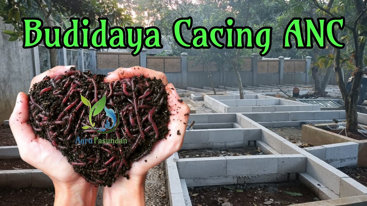 peternakan cacing jenis ANC "metode budidaya alam" - YouTube