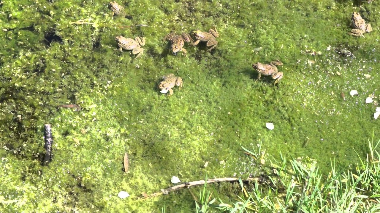 Frog chorus on nature trail in Agios Demetrianos in Cyprus - YouTube