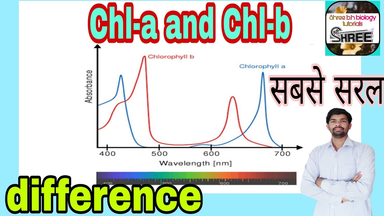 Difference Between chlorophyll a and chlorophyll b with absorption ...