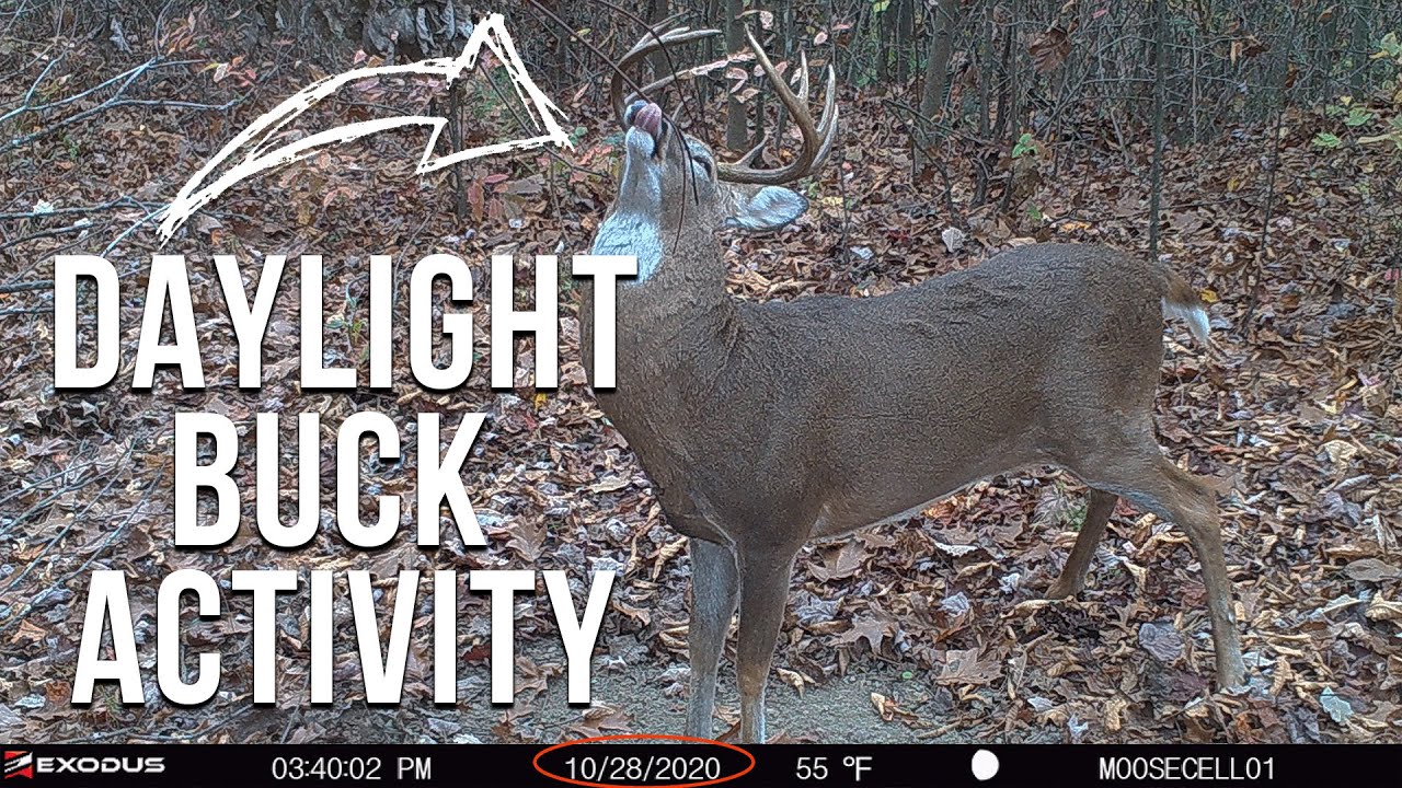 150+ Trail Camera Study Across 100,000 Acres in PA - Steve Sherk - YouTube