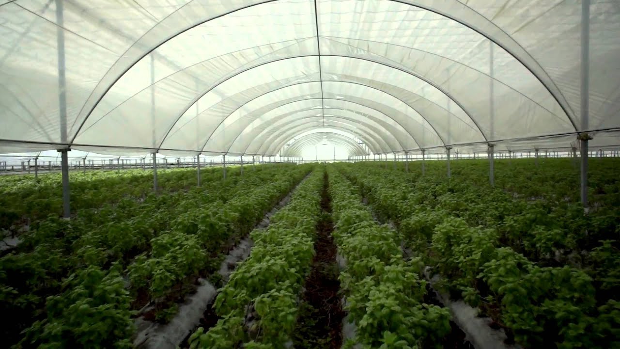 Sunfest Organic Herb Farm YouTube sunfest-organic-herb-farm-youtube