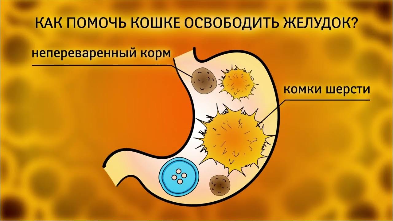 ФИТОПАСТА для выведения шерсти - функциональный корм для кошек - YouTube
