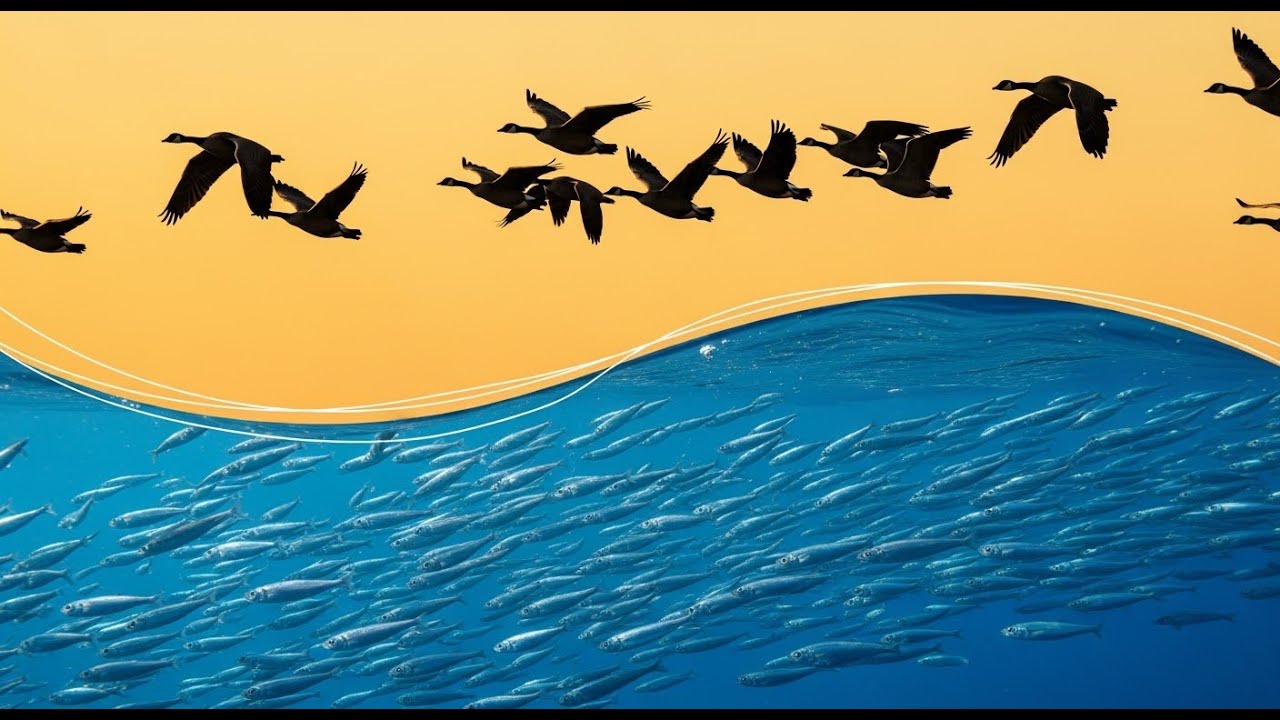 Amazing Animal Migrations You Won't Believe! - YouTube