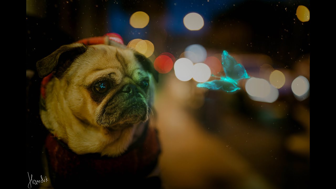 Photo Manipulation | Dog and butterfly | Photoshop tutorials - YouTube