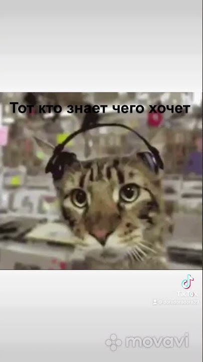 Кот в наушниках Youtube