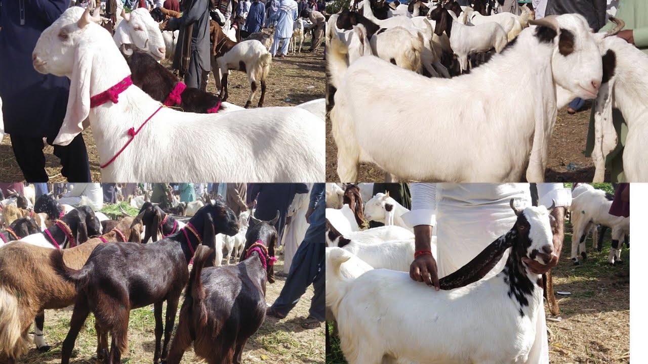 Tando Aadam Bakra Mandii updates Eid 2024 Bakro ki rets .16.3.2024 ...