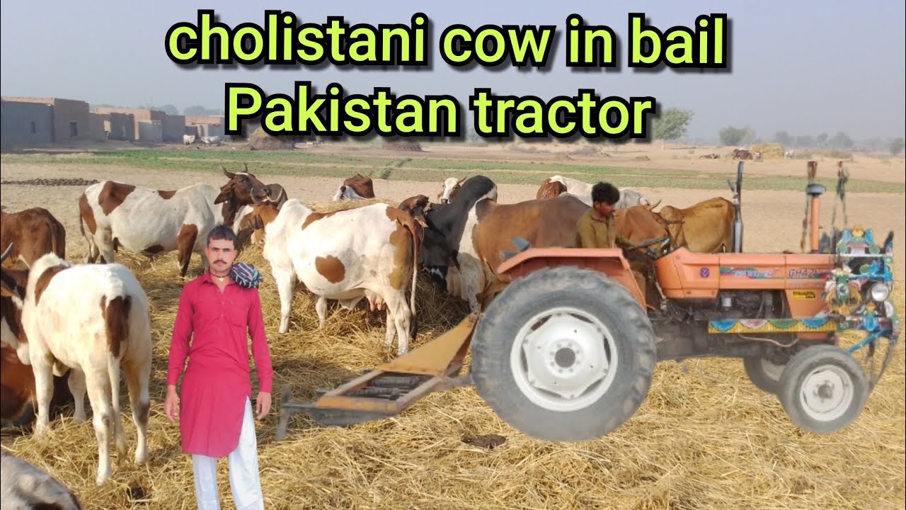 Cholistani cow Pakistani Tractor and Village Life Pakistan - YouTube