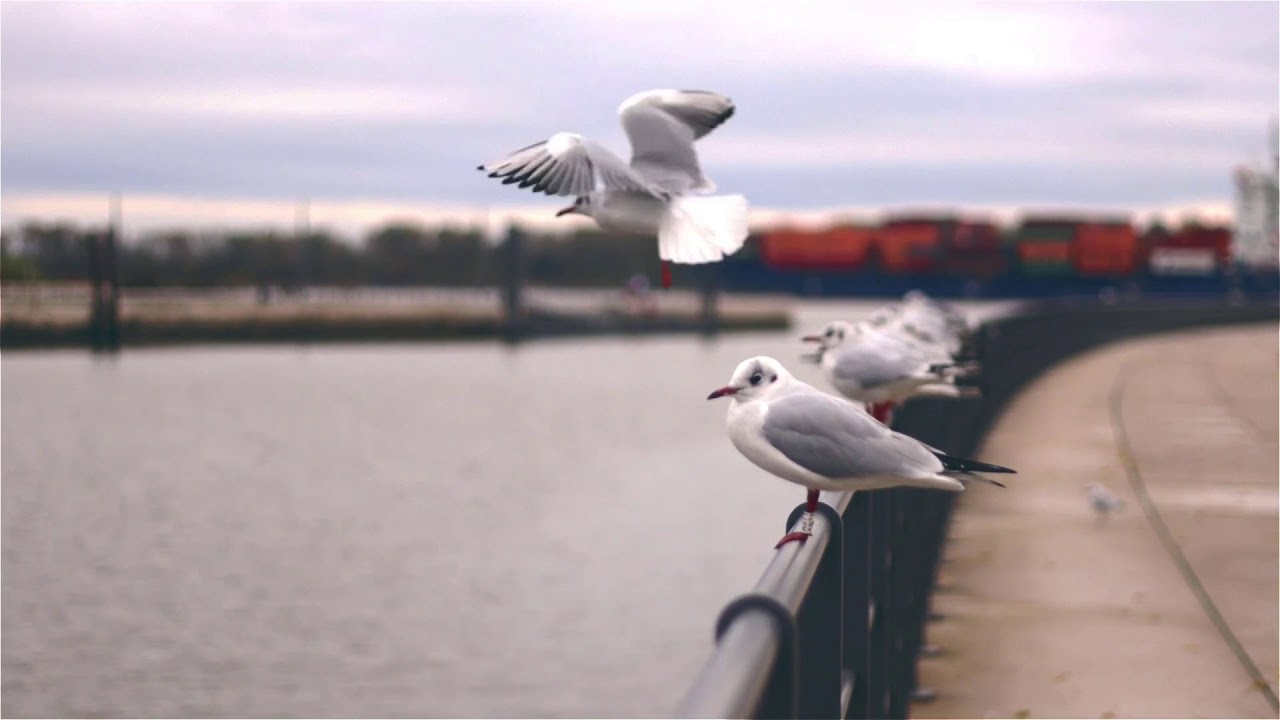 2hr of Sea Gull Sounds for Sleep Music, Meditation, Calm Music ...