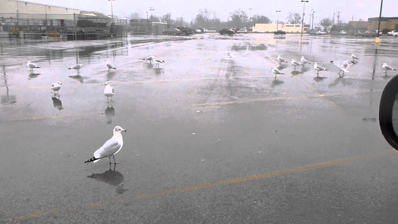 Weird 2012 Weather Patterns & Confused Seagulls - YouTube
