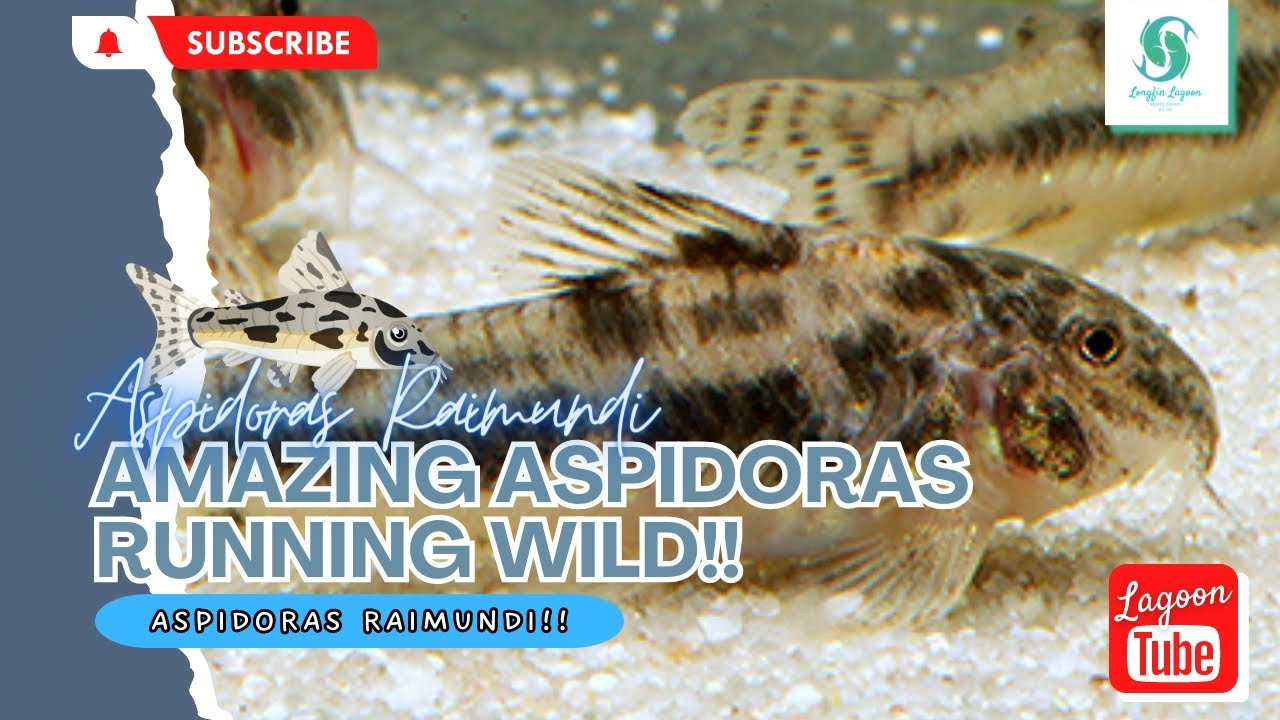 AMAZING ASPIDORAS!! Rare & Elusive ASPIDORAS RAIMUNDI!! (Crazy Cute ...