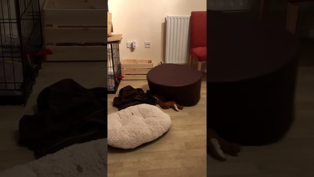 Crazy Cockapoo - YouTube