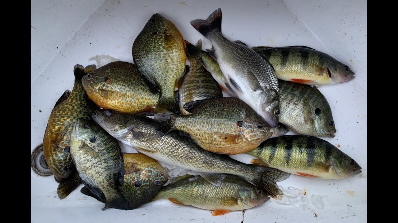 Fishing for GIANT Panfish! Massive Sunfish | Early Fall Panfishing on ...