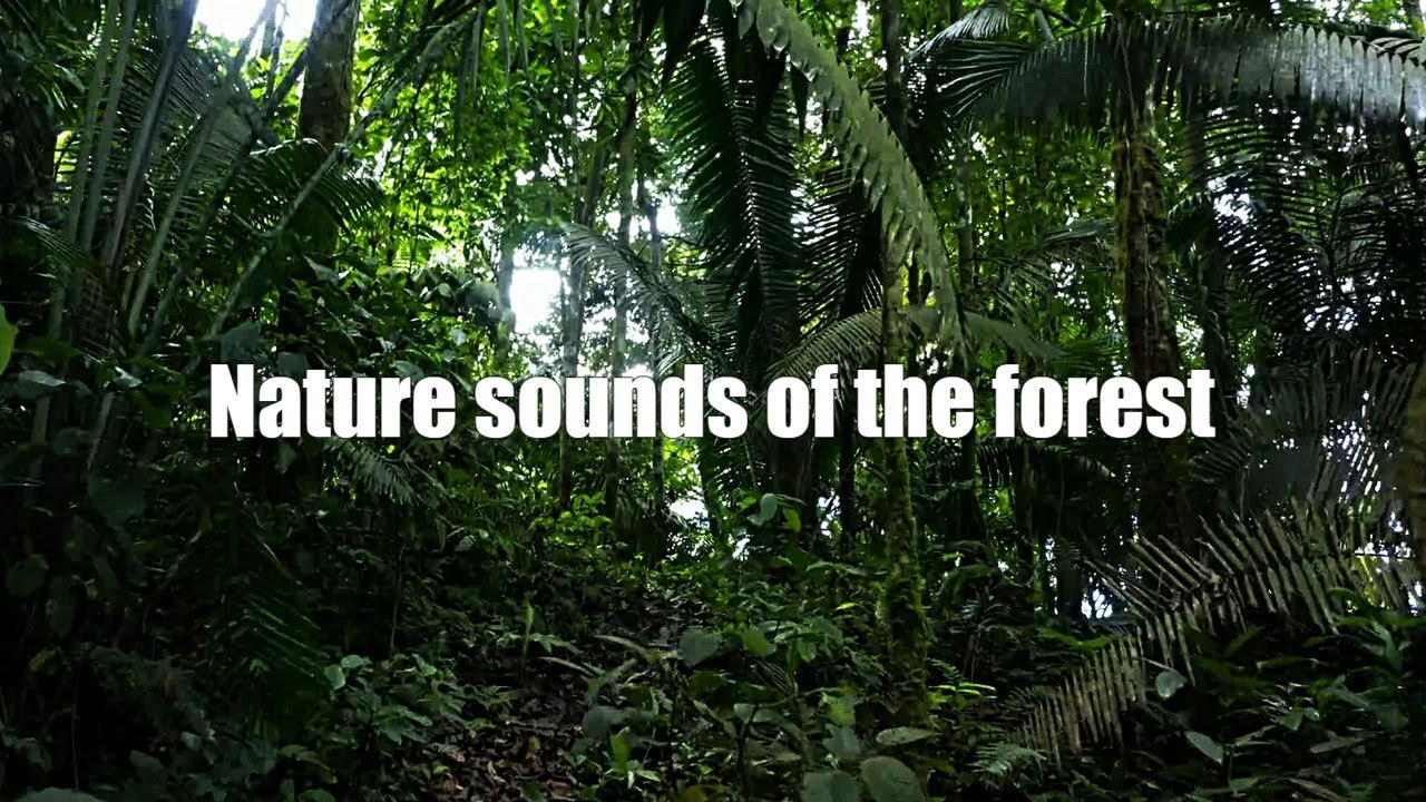 Nature sounds of the forest - YouTube