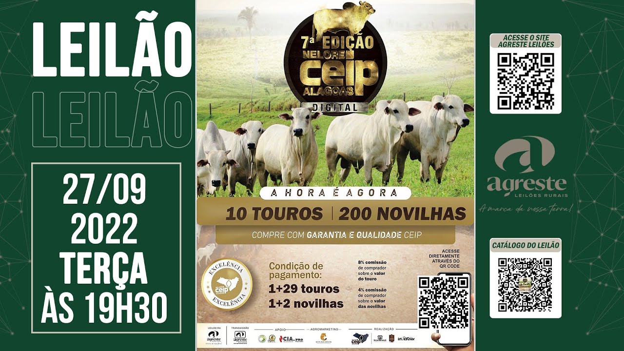 7º LEILAO NELORE CEIP DE ALAGOAS - YouTube