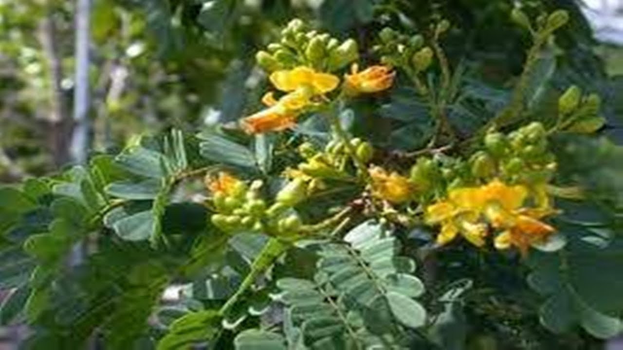 Quais são os benefícios do Jucá? - YouTube