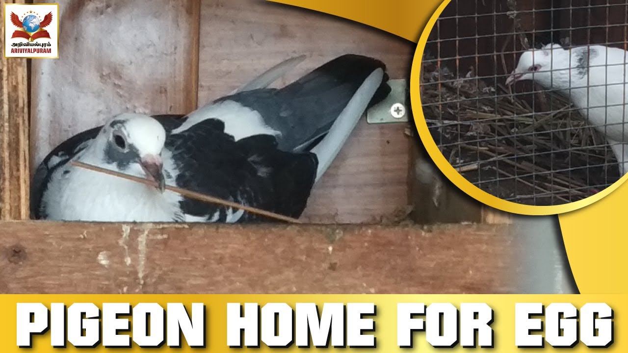 Pigeon egg laying process preparation | Pigeon Home arrangement for egg ...