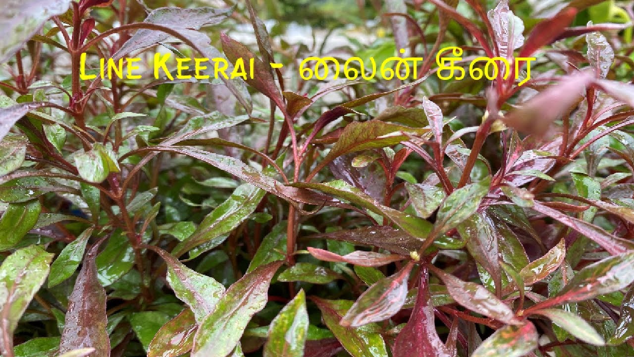 லைன் கீரை | Line keerai planting at Terrace | Line lettuce | mom’s life ...
