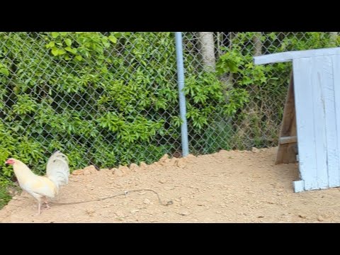 Preparing Gamefowl Teepees for Spring - YouTube