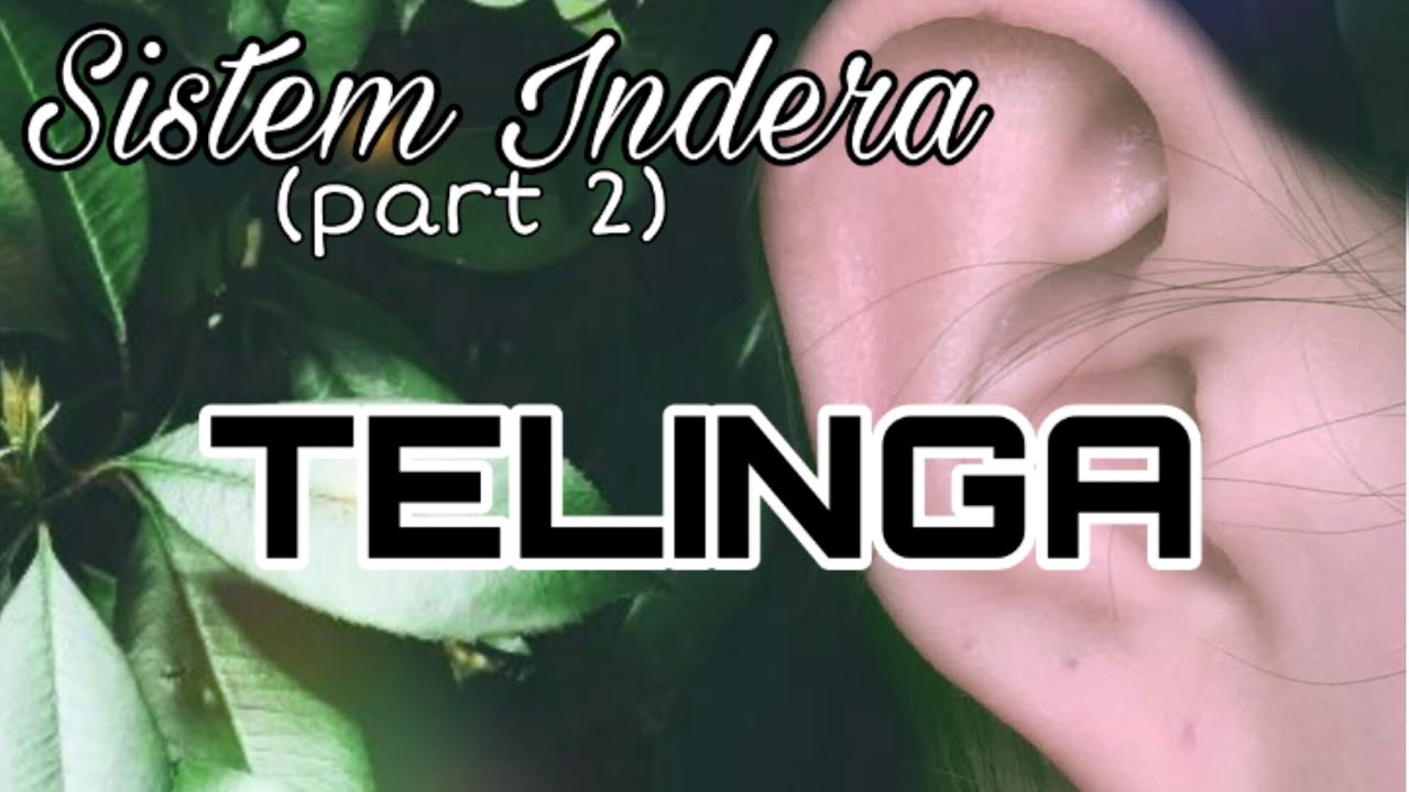 Sistem Indera (bagian 2) : Telinga - YouTube