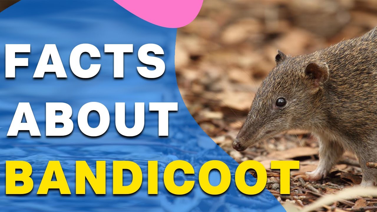 Bandicoot? II What Did You Know About Bandicoot? II Interesting Facts ...