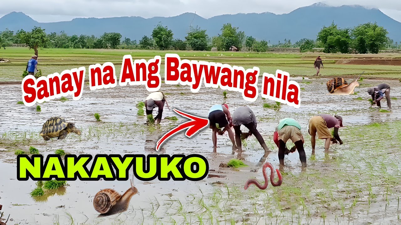 Palay | Rice - YouTube