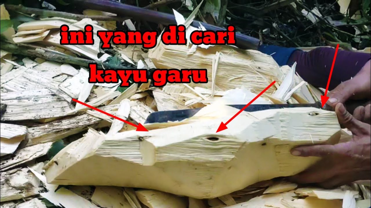 PROSES SELANJUTNYA SETELAH GUBAL KAYU GARU DI KAMPAK ...DI TARAH ...