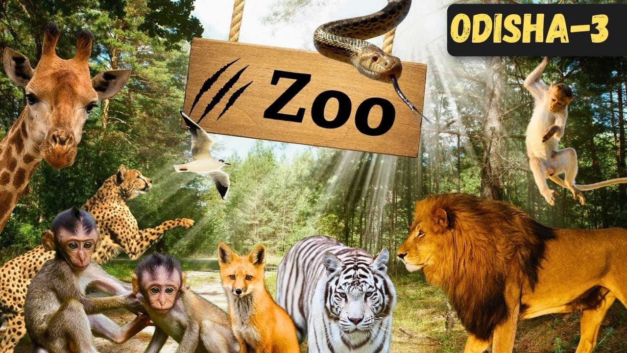 Tourism Special - Nandankanan Zoo, Odisha - YouTube