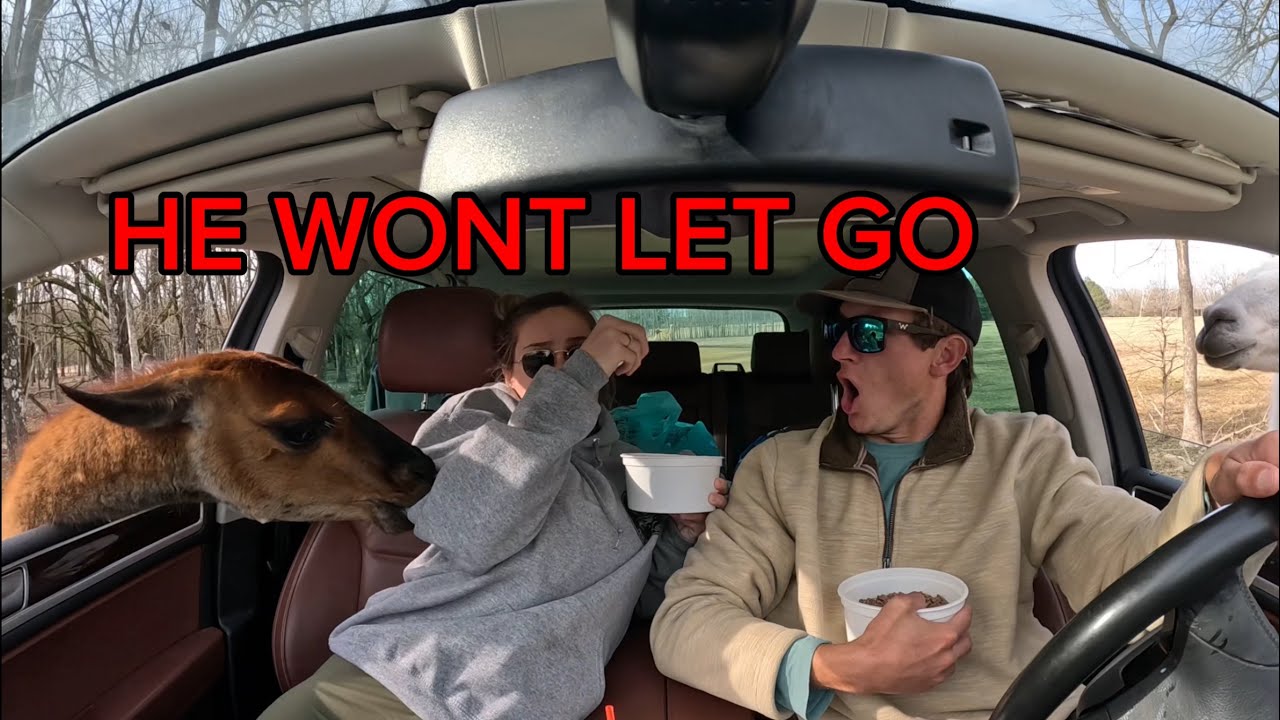 The most CHAOTIC drive through zoo you will ever see!!! - YouTube