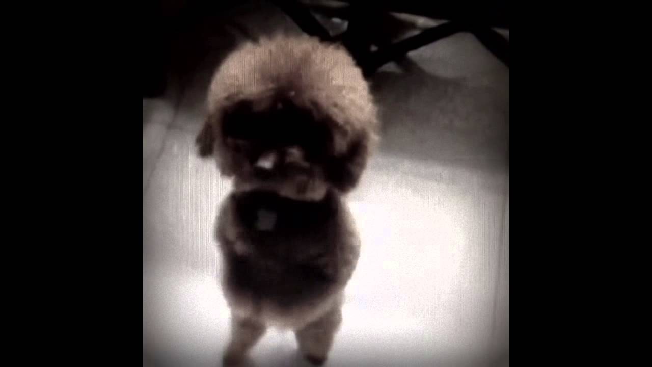 Cute Dogs Dancing - YouTube