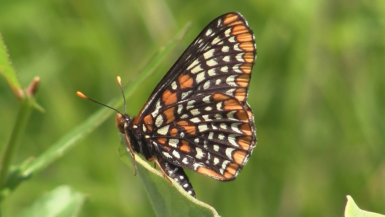 Baltimore Checkerspot Butterfly on June 8, 2012 - YouTube
