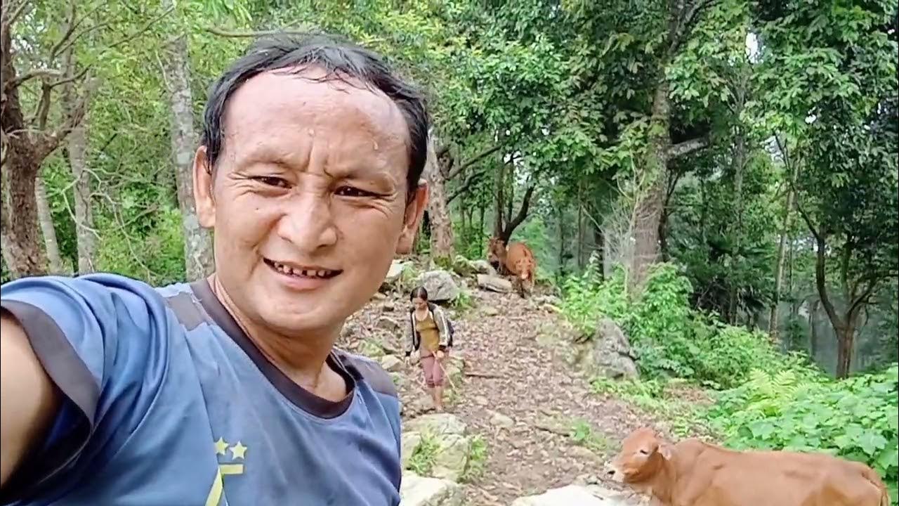 hnub no wb ib niam txiv mus nriav nyuj sab kawg /11/07/2024 - YouTube