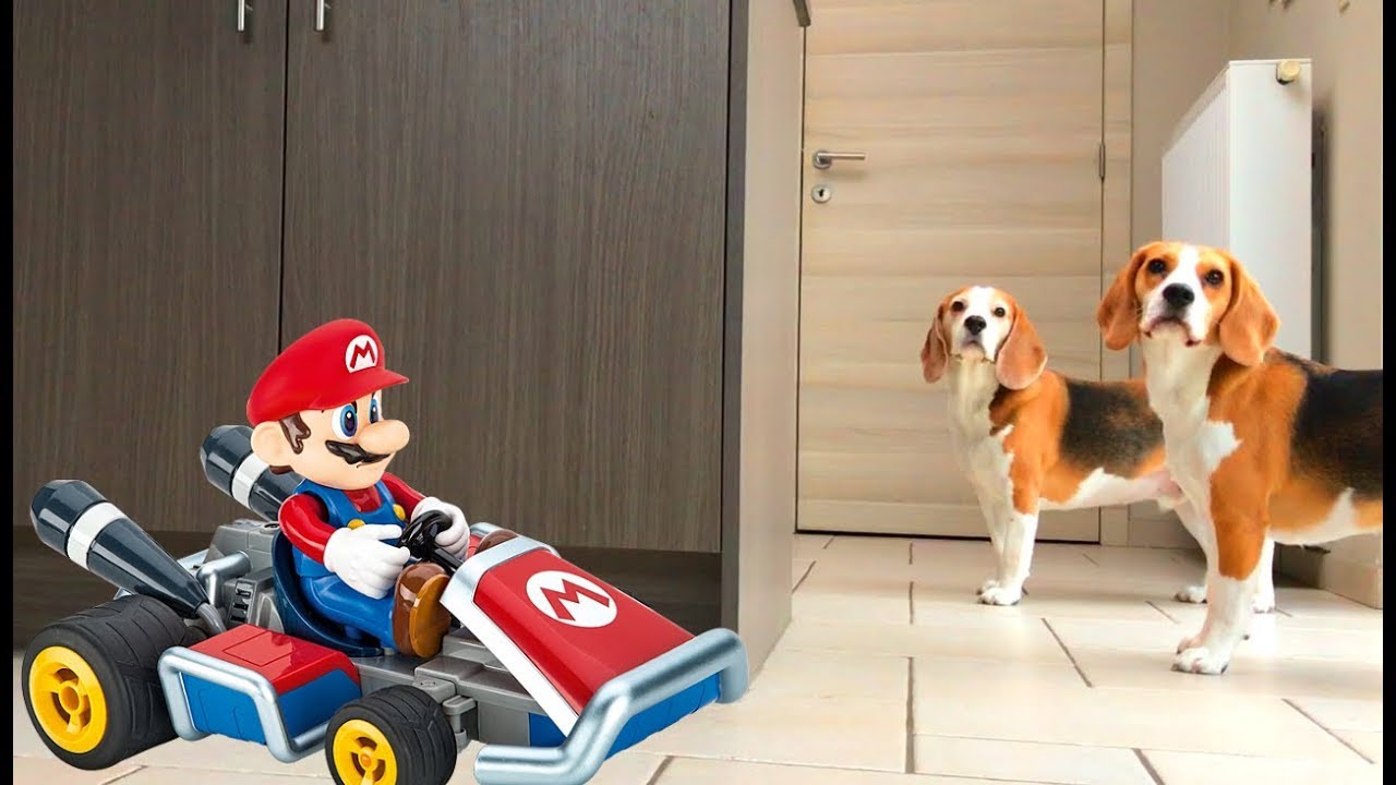 Funny Dog Pranked by Mario in his Super R/C Go kart - YouTube