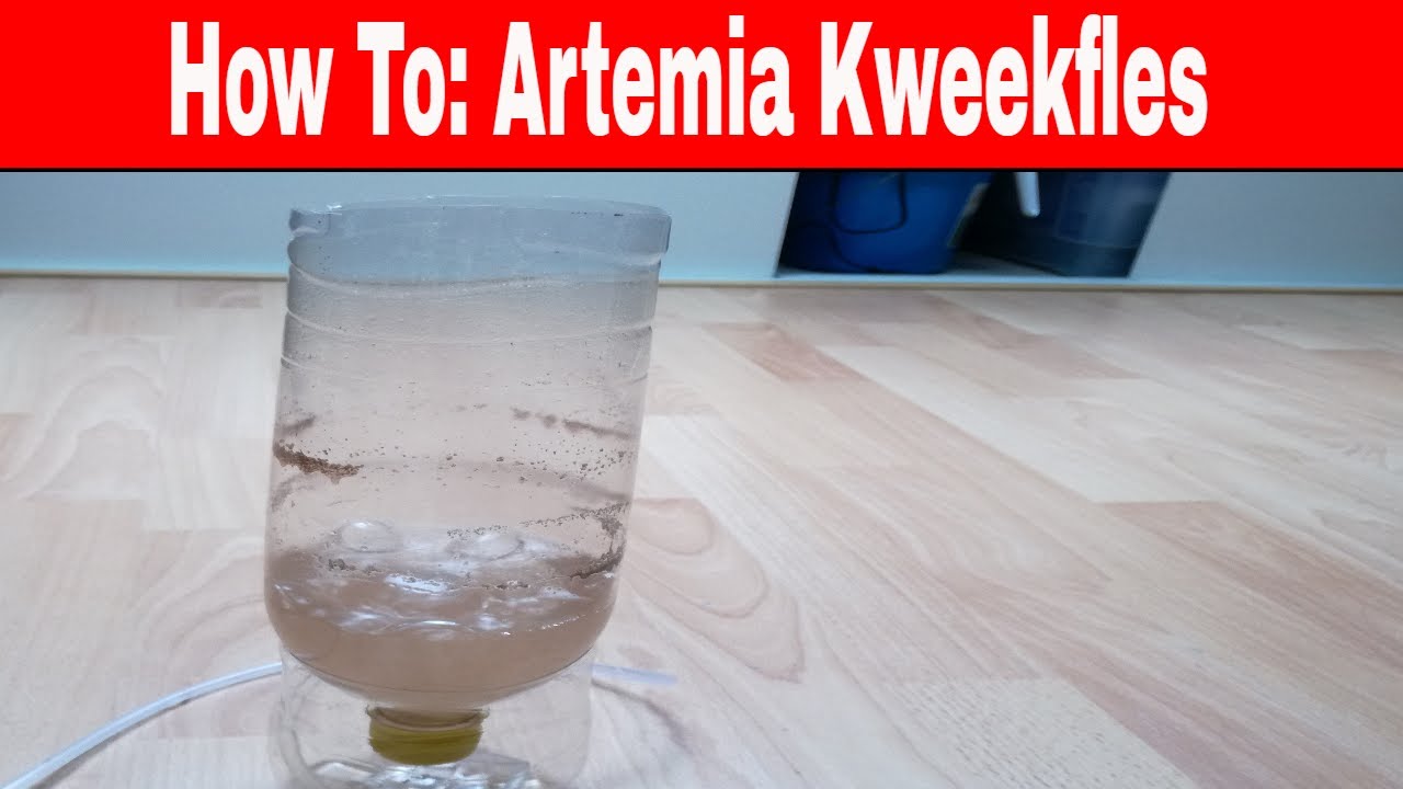 How To: Artemia kweekfles maken - YouTube