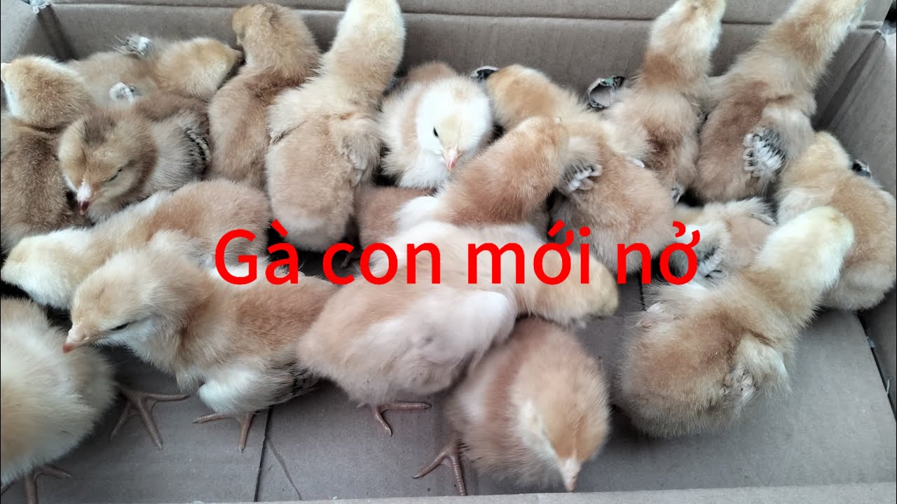 Úm và nuôi gà con mới nở đơn giản tự làm - YouTube