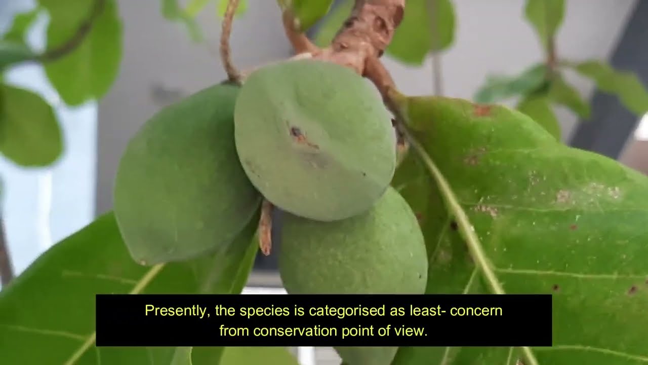 What You Should Know About Indian Almond | Tropical Almond | Malabar ...