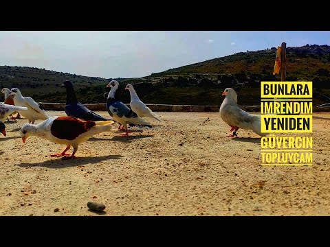 BEKLENEN GÜVERCİN VİDEOSU