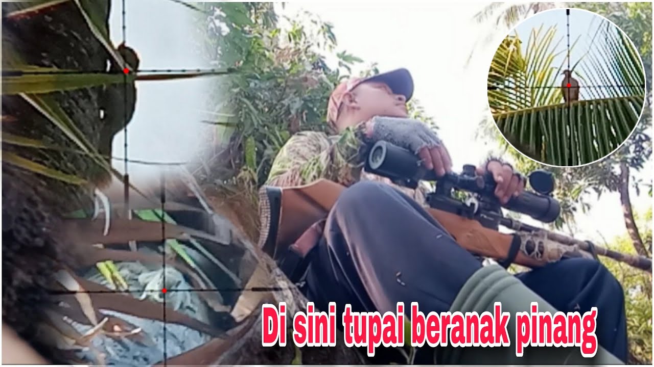 SPORT LAMA TUPAI BERANAK PINANG !! BERBURU TUPAI DAN BURUNG TEKUKUR ...