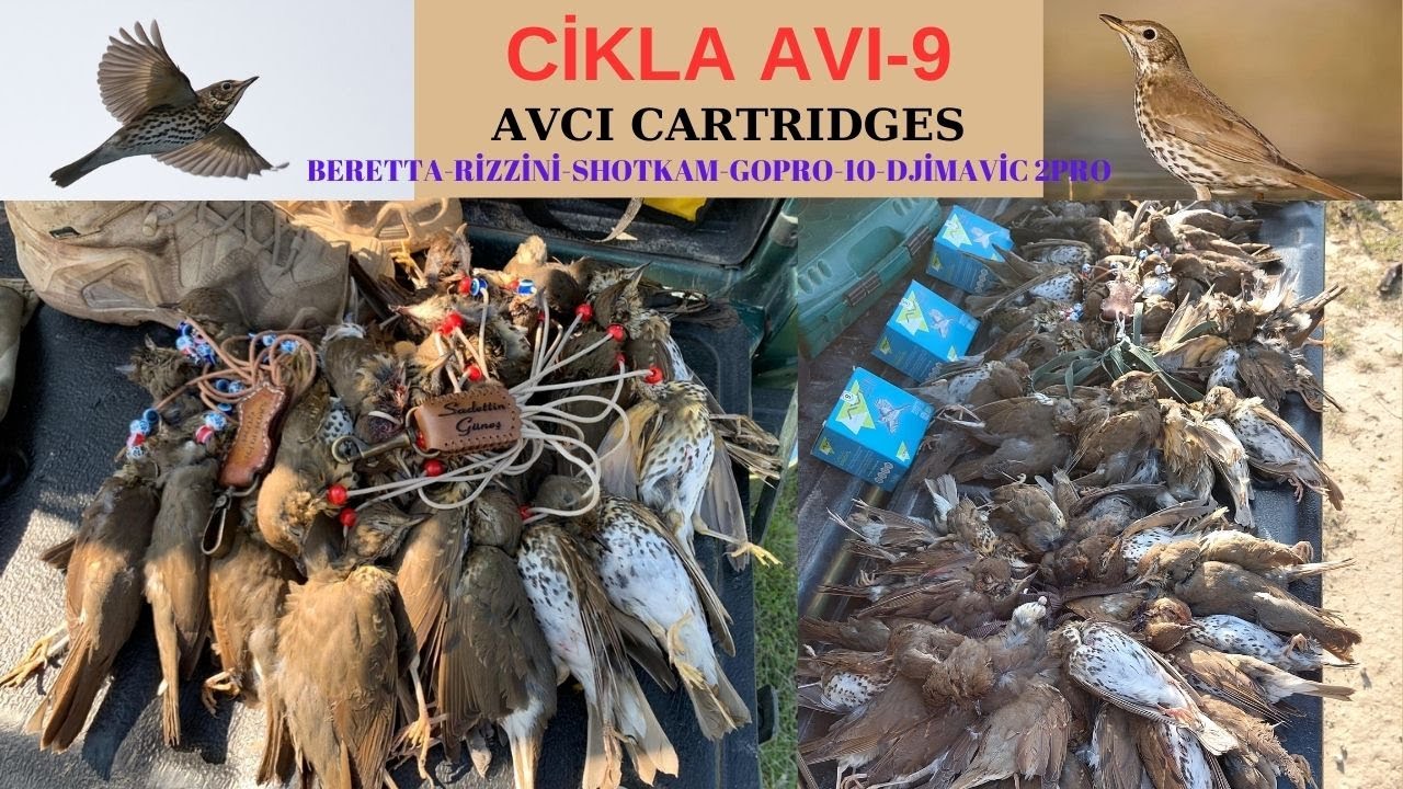 Turdus (Thrush-Zorzales-) Hunting in Cyprus - Kıbrıs ta Cikla Avı 2023 ...