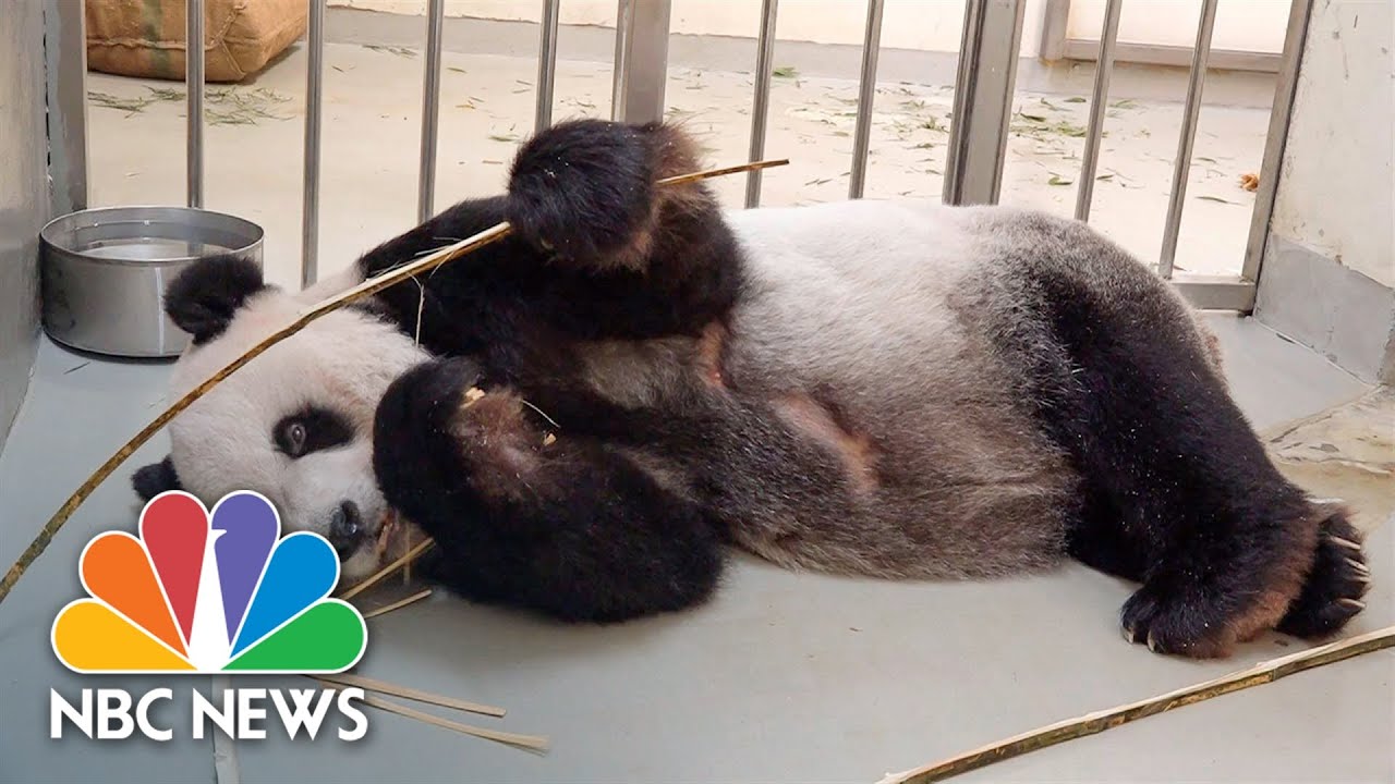 Sick Panda Creates Rare Chance For Cooperation Between Taiwan And China ...