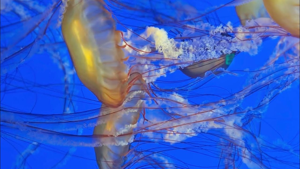 Jellyfish | 1 HR | 4K Sounds For Better Sleep, Study And Relaxation ...