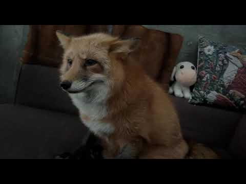 Алиса - лиса. Идём с Белым будить Алису на кухне #лисяо #животные #лиса #fox