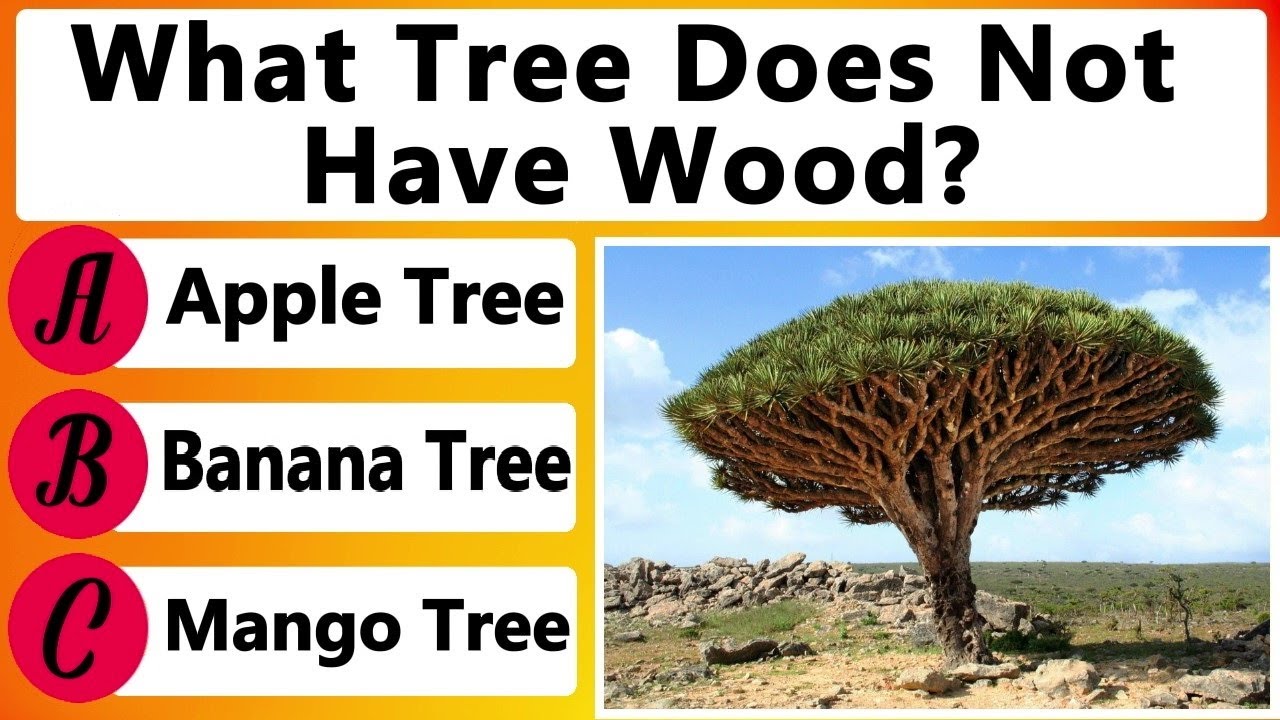 Trees Which Don't Contain Wood|Trivia Quiz Question|General Knowledge ...