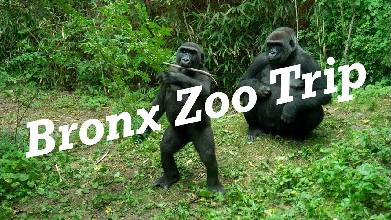 My Trip to the Bronx Zoo (July 2019) | ZOO VLOG - YouTube