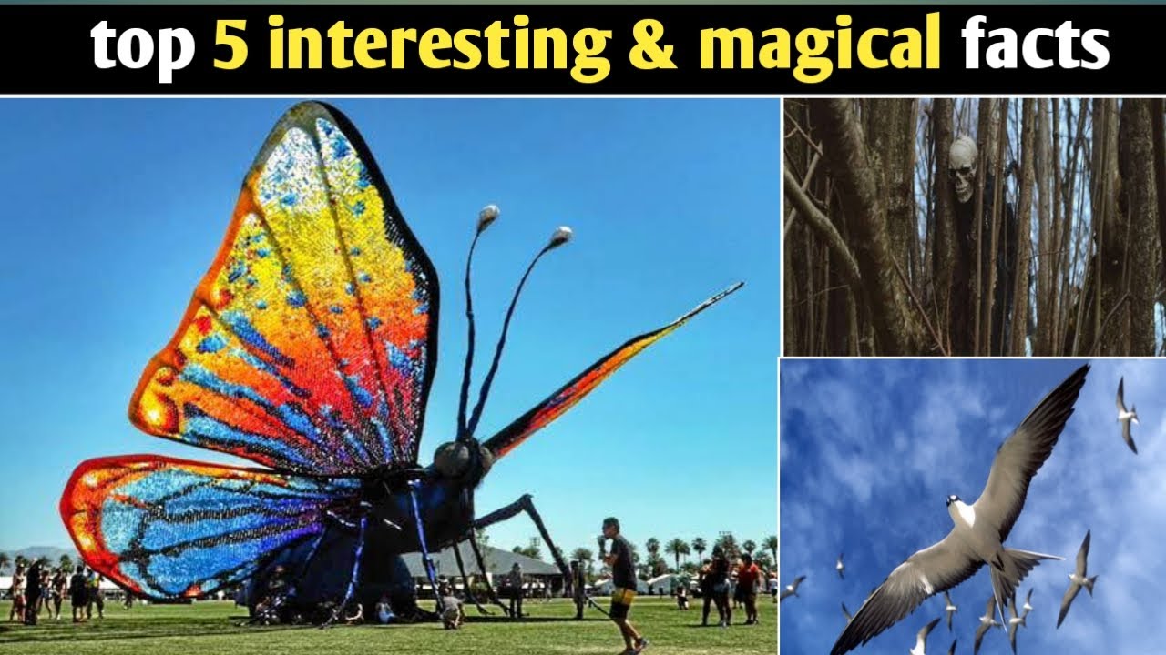 Top five interesting and magical facts - birds facts, nature facts ...