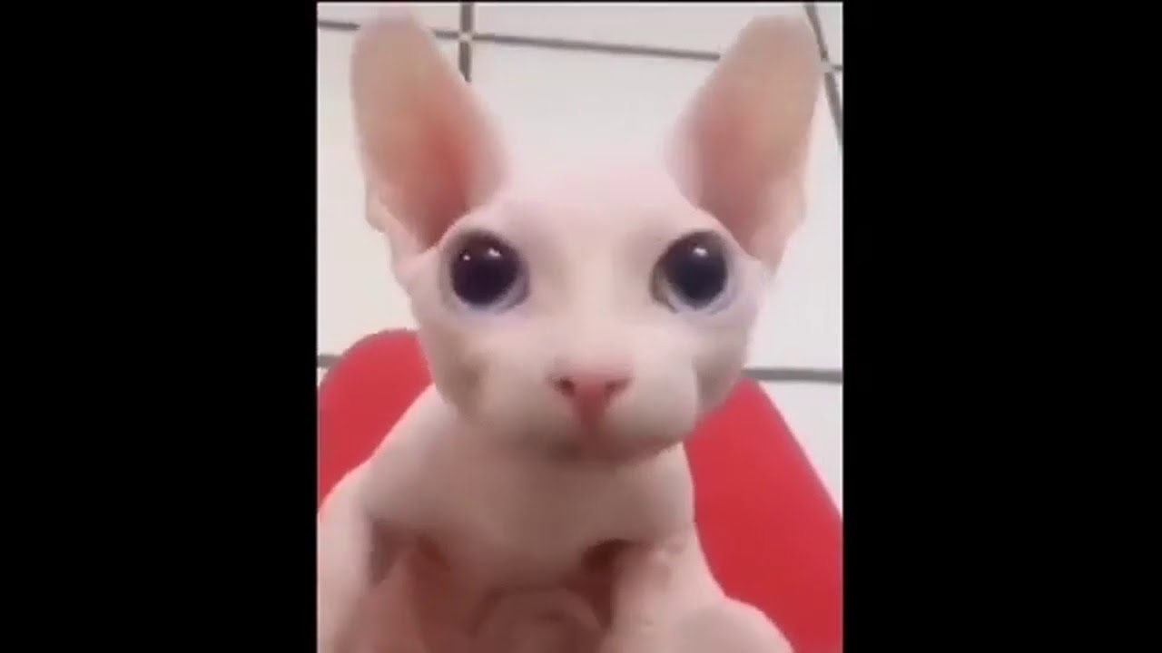 bingus my beloved you are so sweet - YouTube